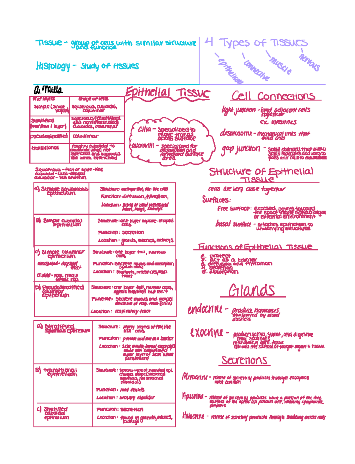 Chapter 4 Tissues - histology notes - Tissue groupofcells with similar ...