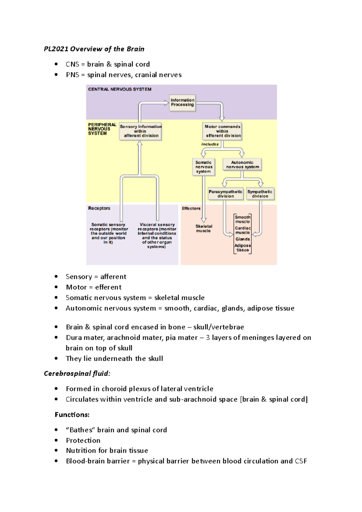 PL2021 Overview of the brain - PL2021 Overview of the Brain CNS = brain ...