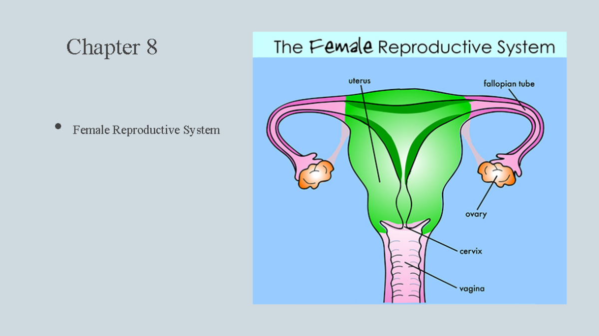 Ch+8+SP+24+Canvas+copy - Chapter 8 Female Reproductive System Internal ...