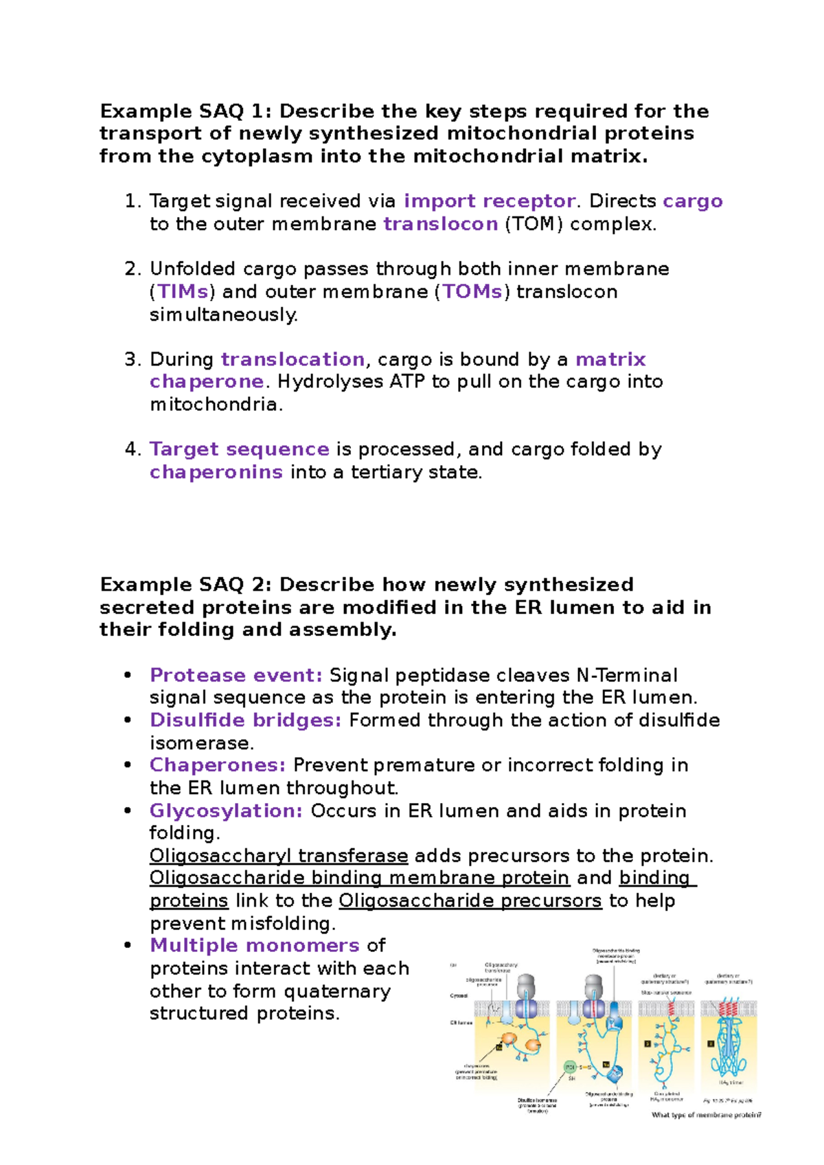 Possible exam question practice - Example SAQ 1: Describe the key steps ...