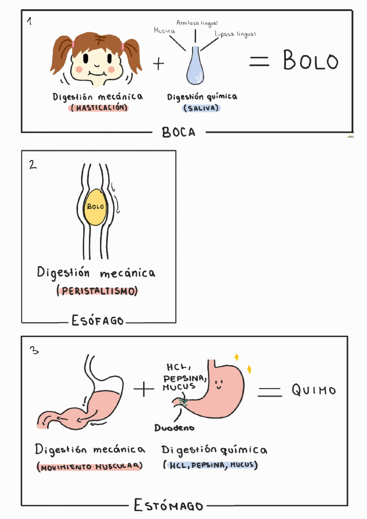 Proceso digestivo y excretor 1ero Bachillerato - 1 Amilasa lingual ...