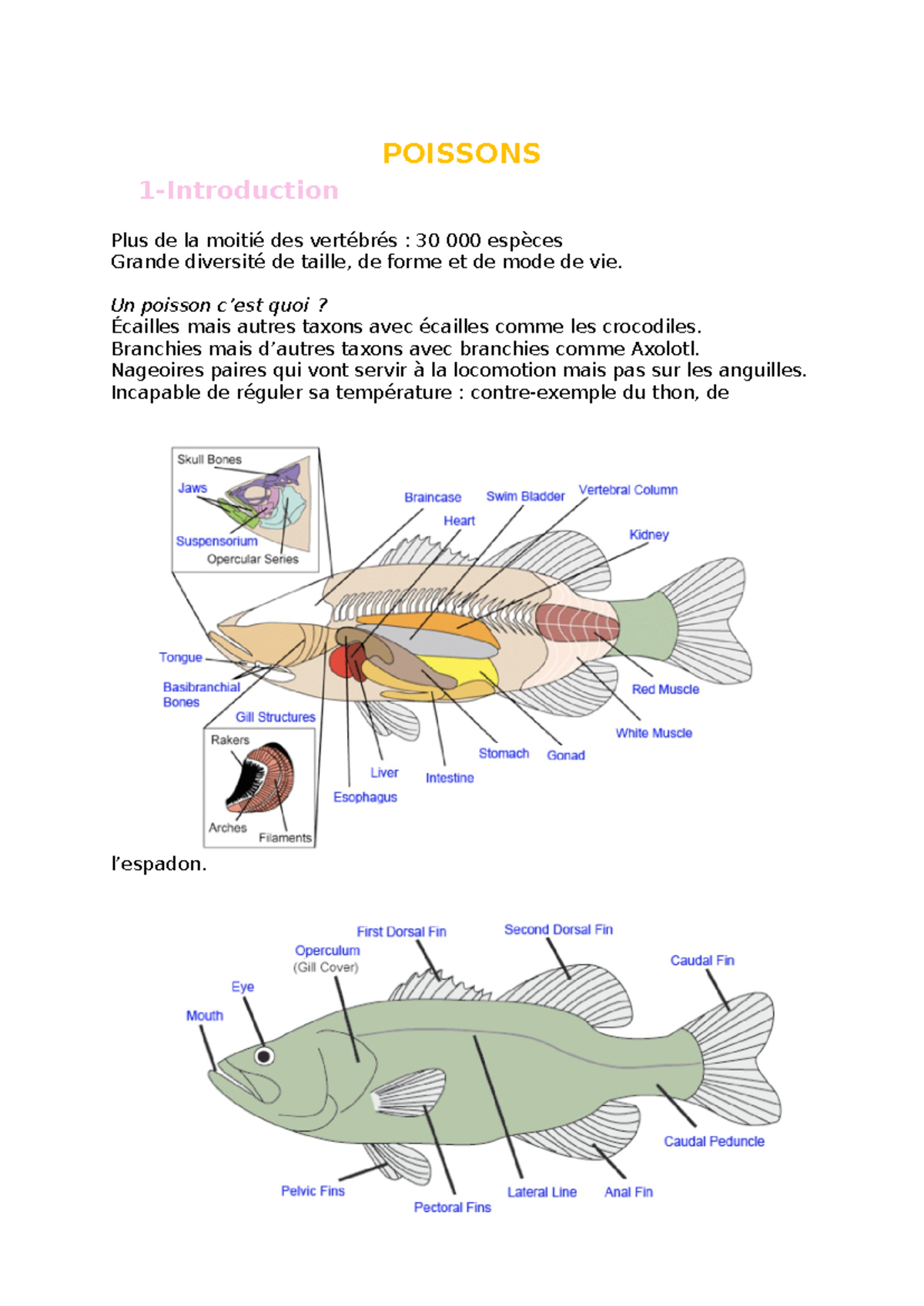 Poissons - POISSONS 1-Introduction Plus de la moitié des vertébrés : 30 ...