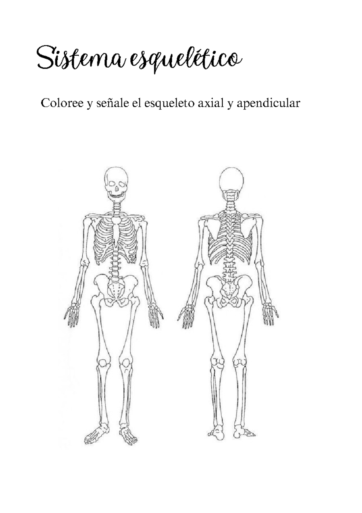 Estructuras y sistemas anatómicos - Sistema esquelético Coloree y ...