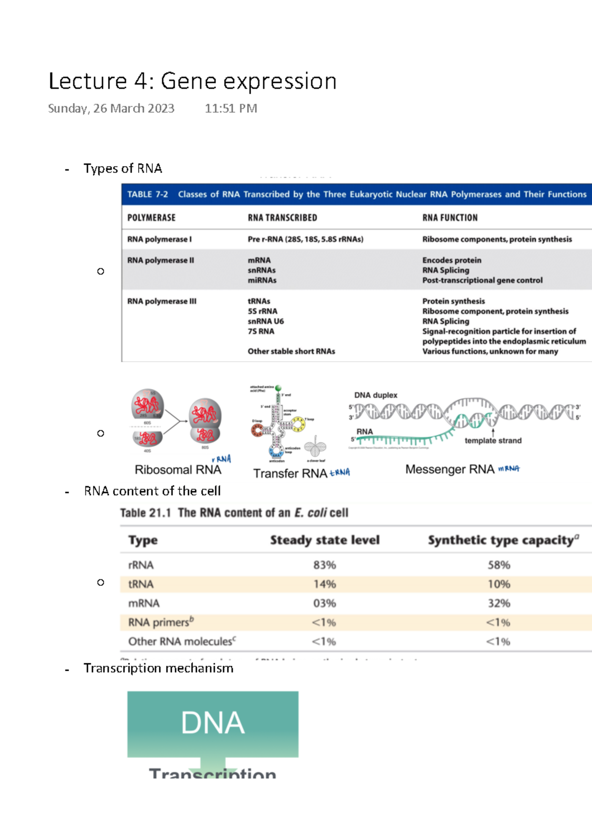 Lecture 4 Gene expression - Types of RNA - RNA content of the cell - Transcription mechanism ...