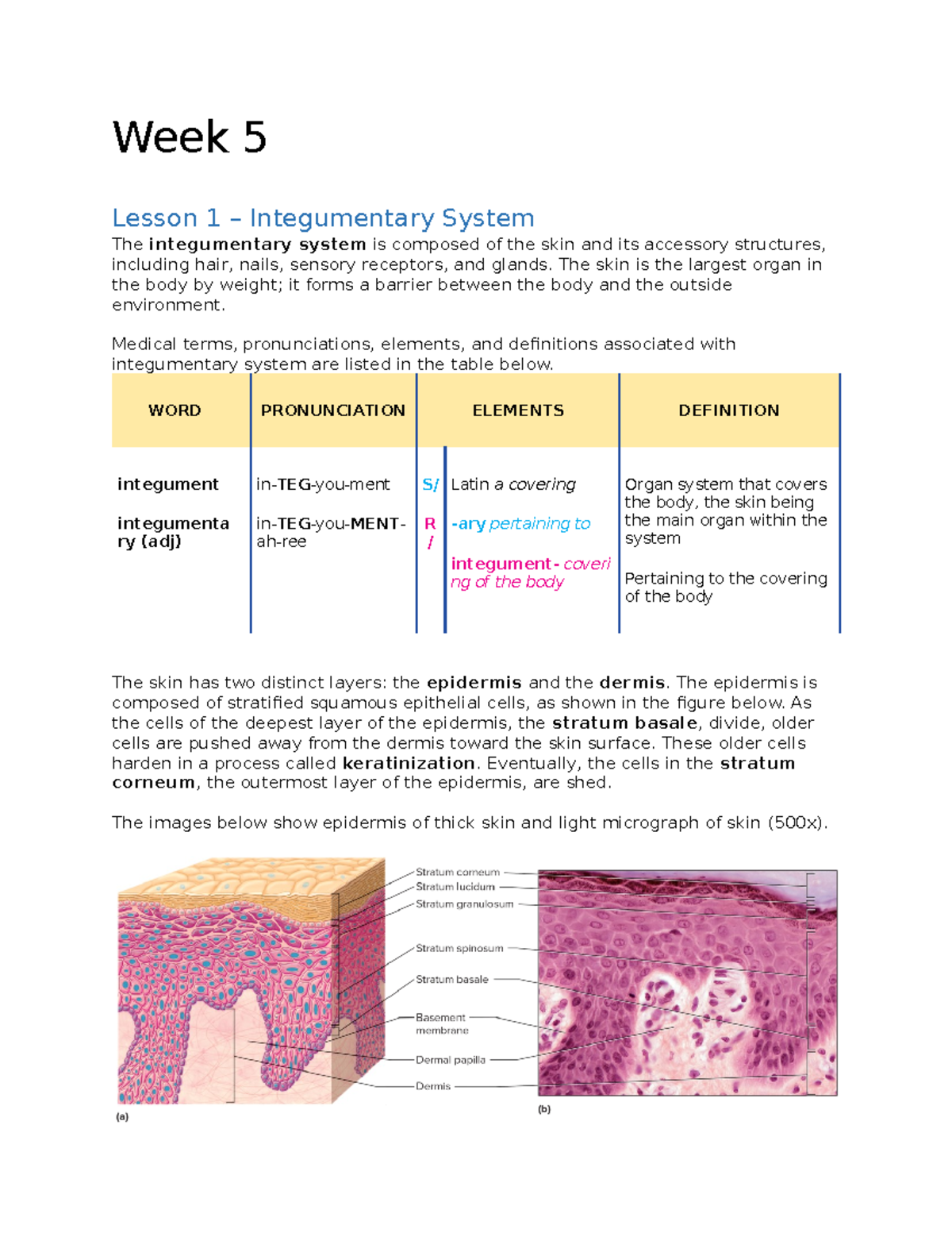 Week 5 - Dr. Ghazala Nathu - Week 5 Lesson 1 – Integumentary System The ...