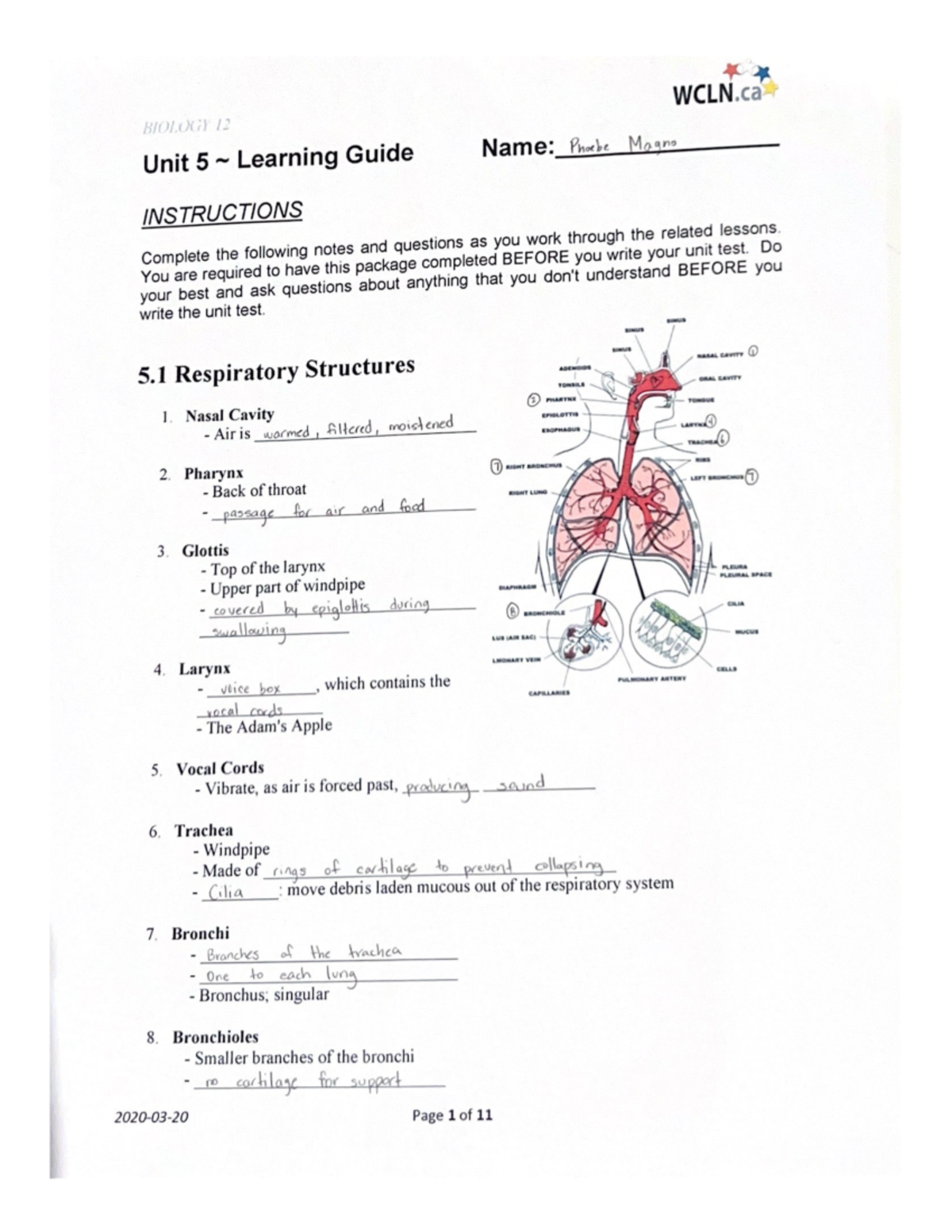 Unit 5 learning guide - Digestive system - WCLN BIOLOGY 12 Unit 5 ...