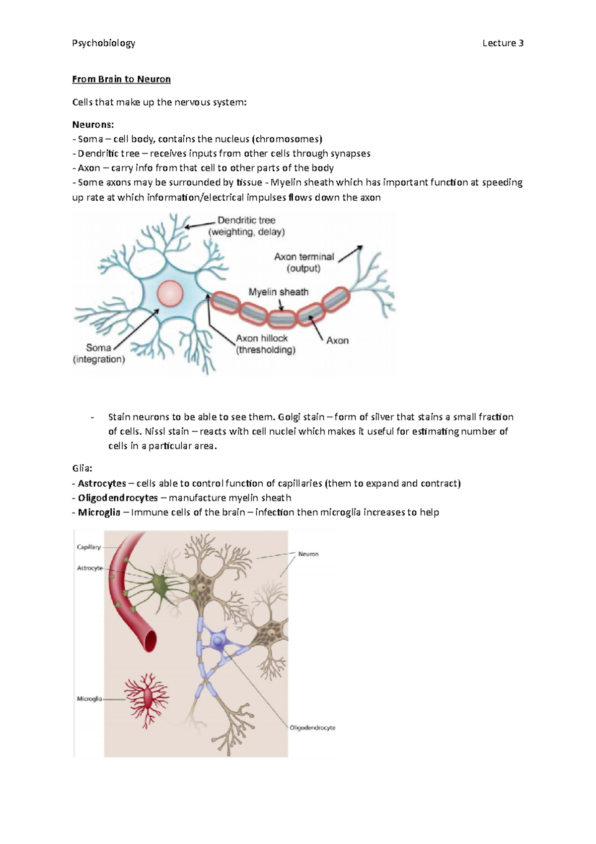 Lecture 3 - From Brain to Neuron - Psychobiology Lecture 3 From Brain ...