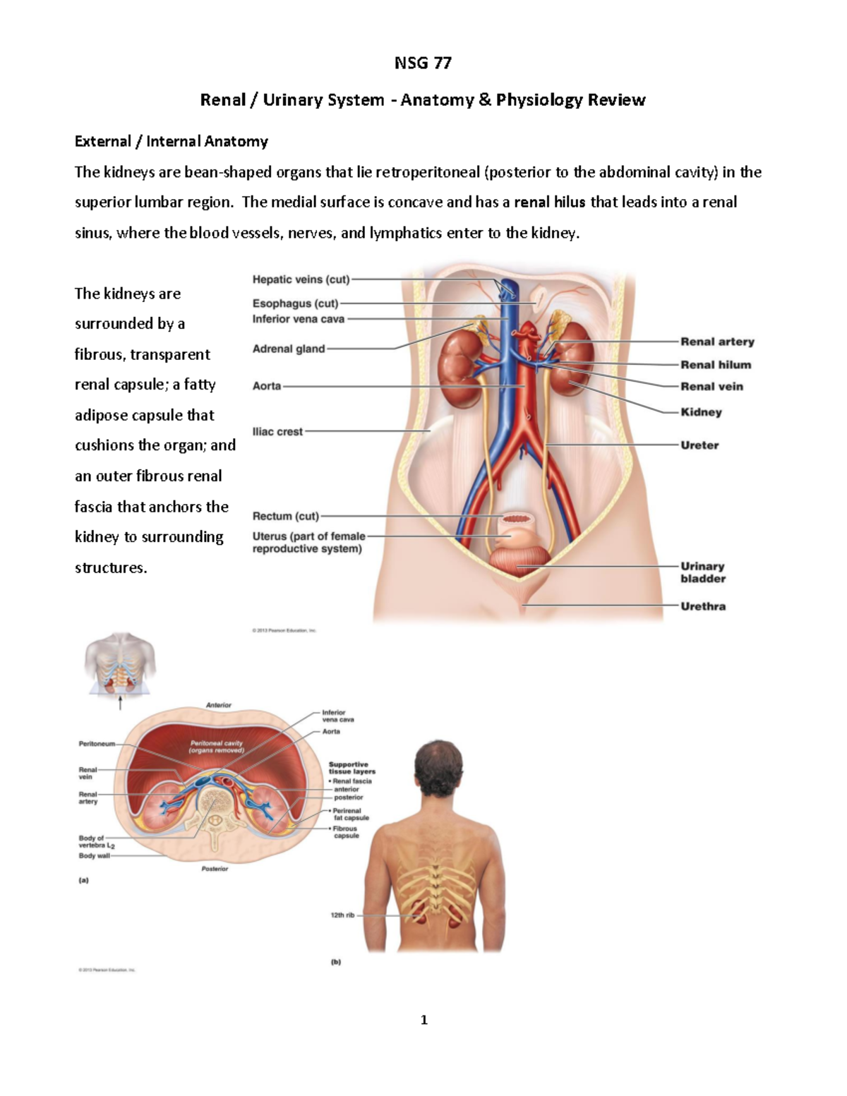Renal A&P Review 202008-1 - Renal / Urinary System - Anatomy & Physiology Review External ...