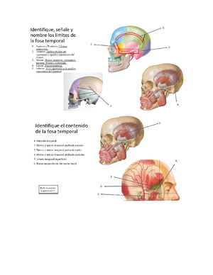 Ciclo Celular - TIPOS DE CÉLULAS Lábiles: Constantemente se renuevan ...