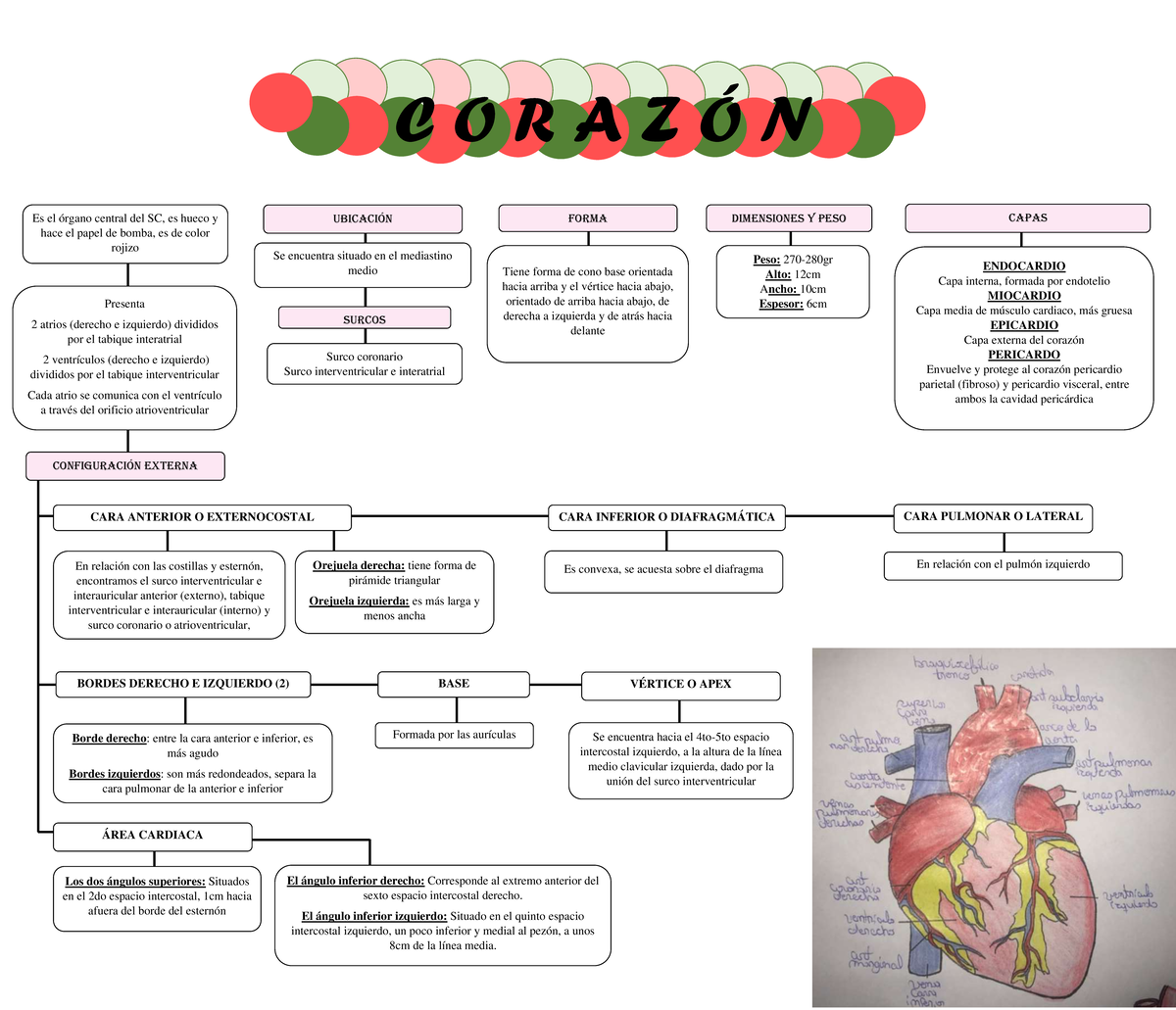 Corazon MAPA Conceptual - Es el órgano central del SC, es hueco y hace ...