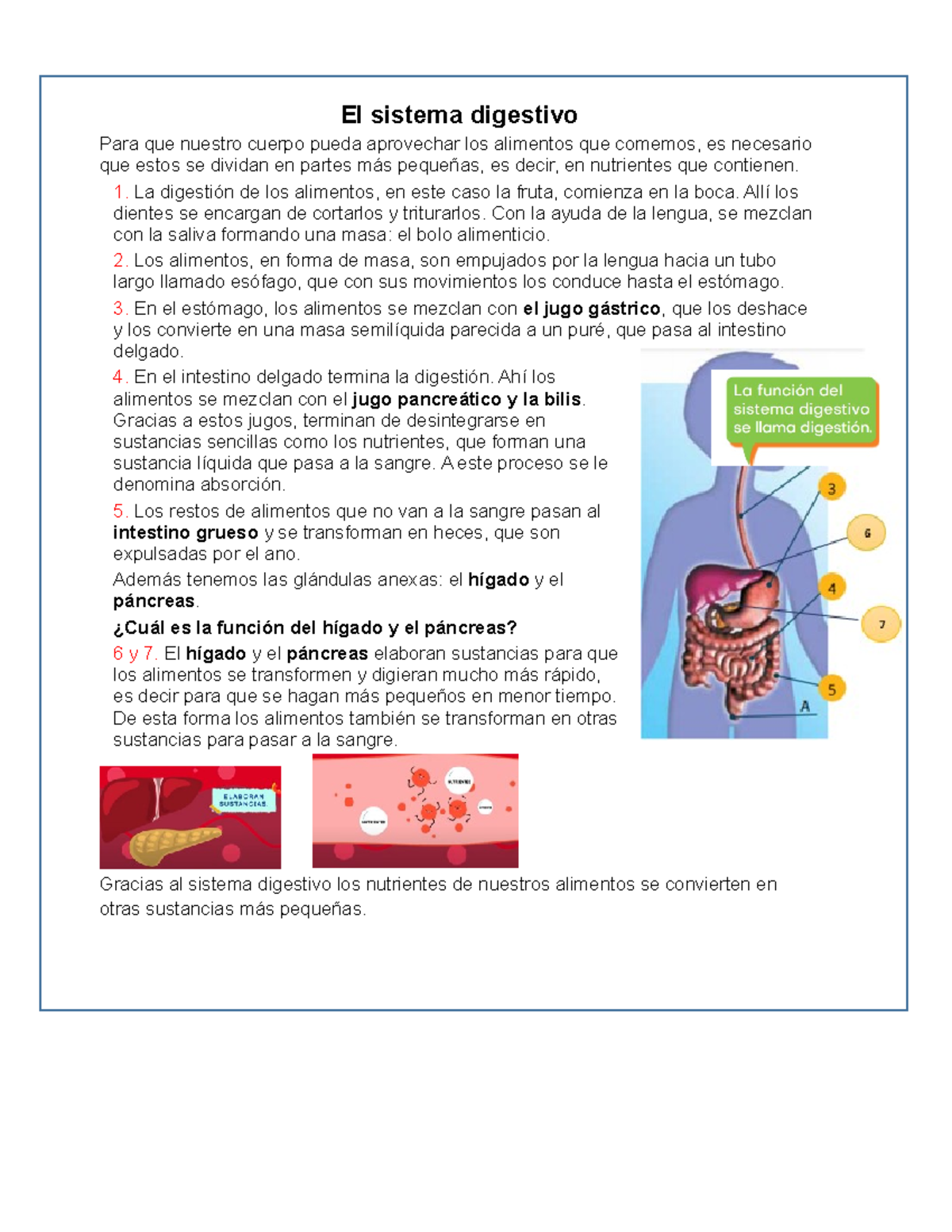 El sistema digestivo informacion - El sistema digestivo Para que ...