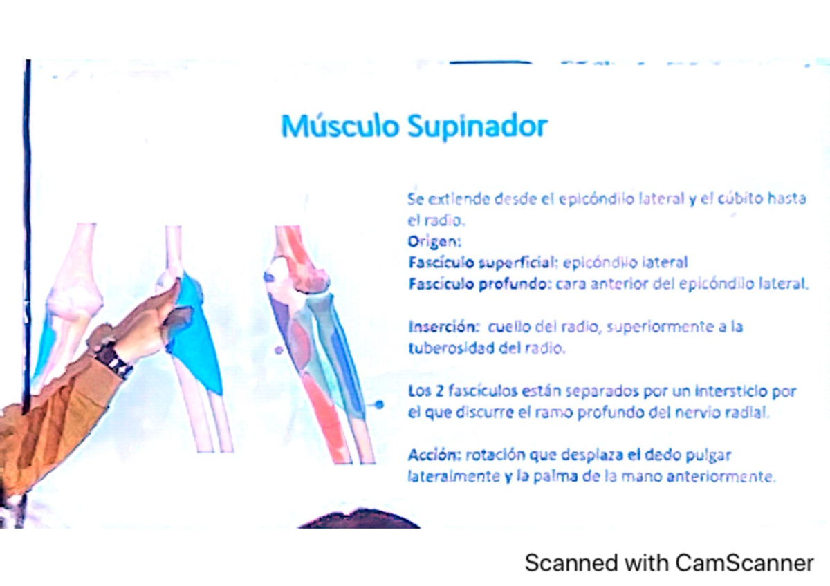 Anatomía musculos - Músculo Supinador Se extlende desde el epicóndilo ...