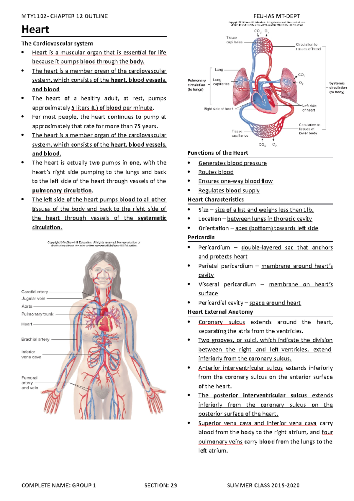 Chapter-12-Heart - for human anatomy - Heart The Cardiovascular system ...