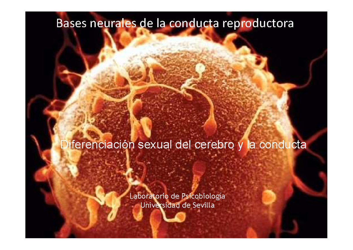 Bases neurales de la conducta reproductora II - Diferenciación sexual ...