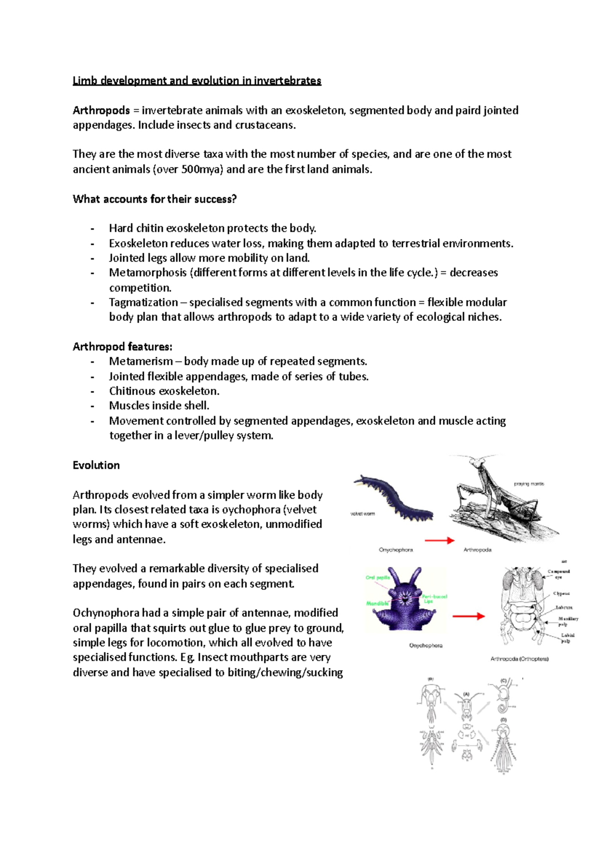 Limb development and evolution in invertebrates - Arkhat Lecture - Limb ...
