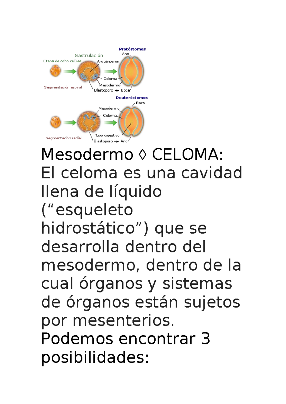 Clasificación animal - Mesodermo CELOMA: El celoma es una cavidad llena ...