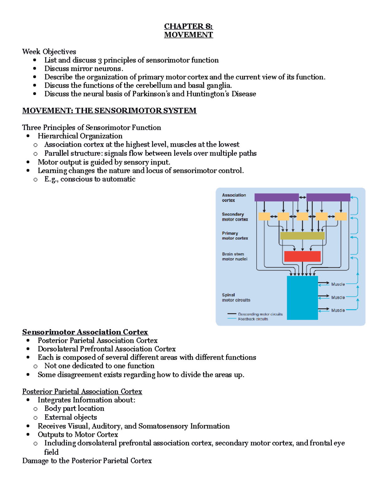Chapter 8 Movement - Summary Bio Psychology - CHAPTER 8: MOVEMENT Week ...