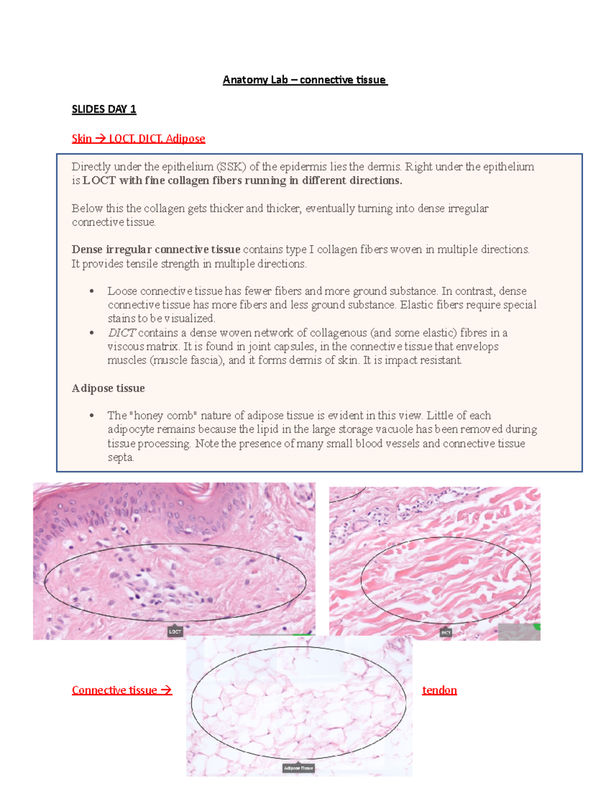 Anatomy Lab - Connective tissue 1 - Anatomy Lab – connective tissue ...