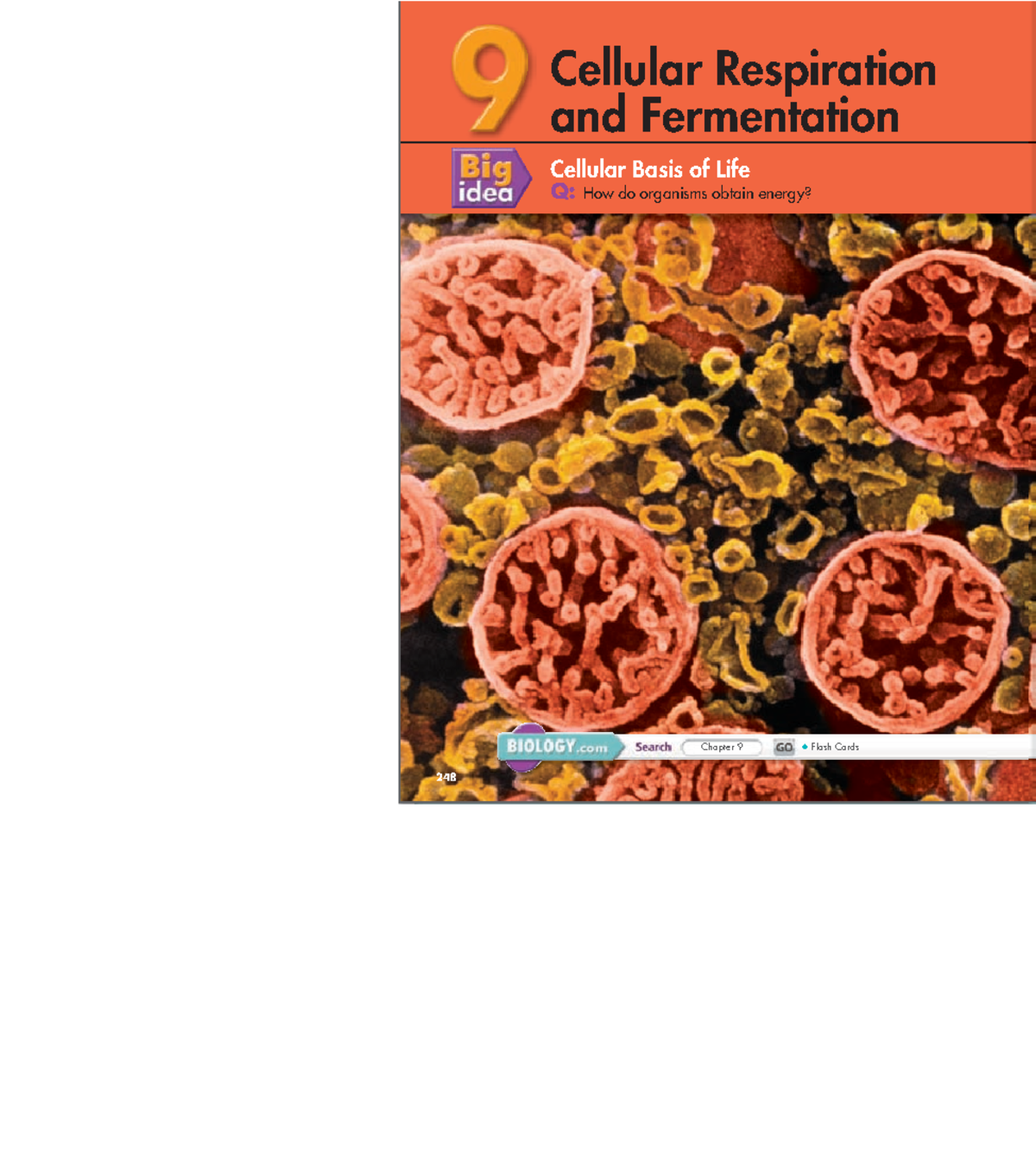 Ch9 biology energy - chapter 9 cellular respiration and fermentation ...