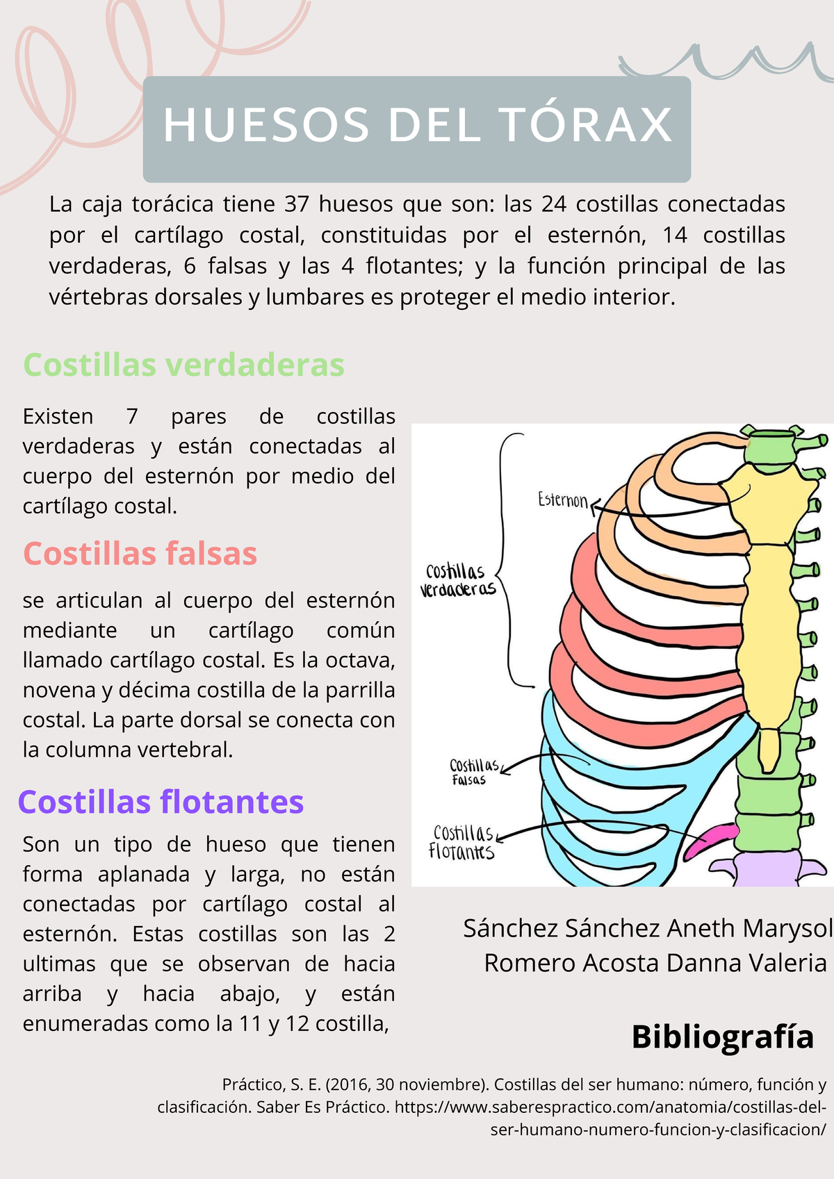 Huesos tórax - HUESOS DEL TÓRAX La caja torácica tiene 37 huesos que ...