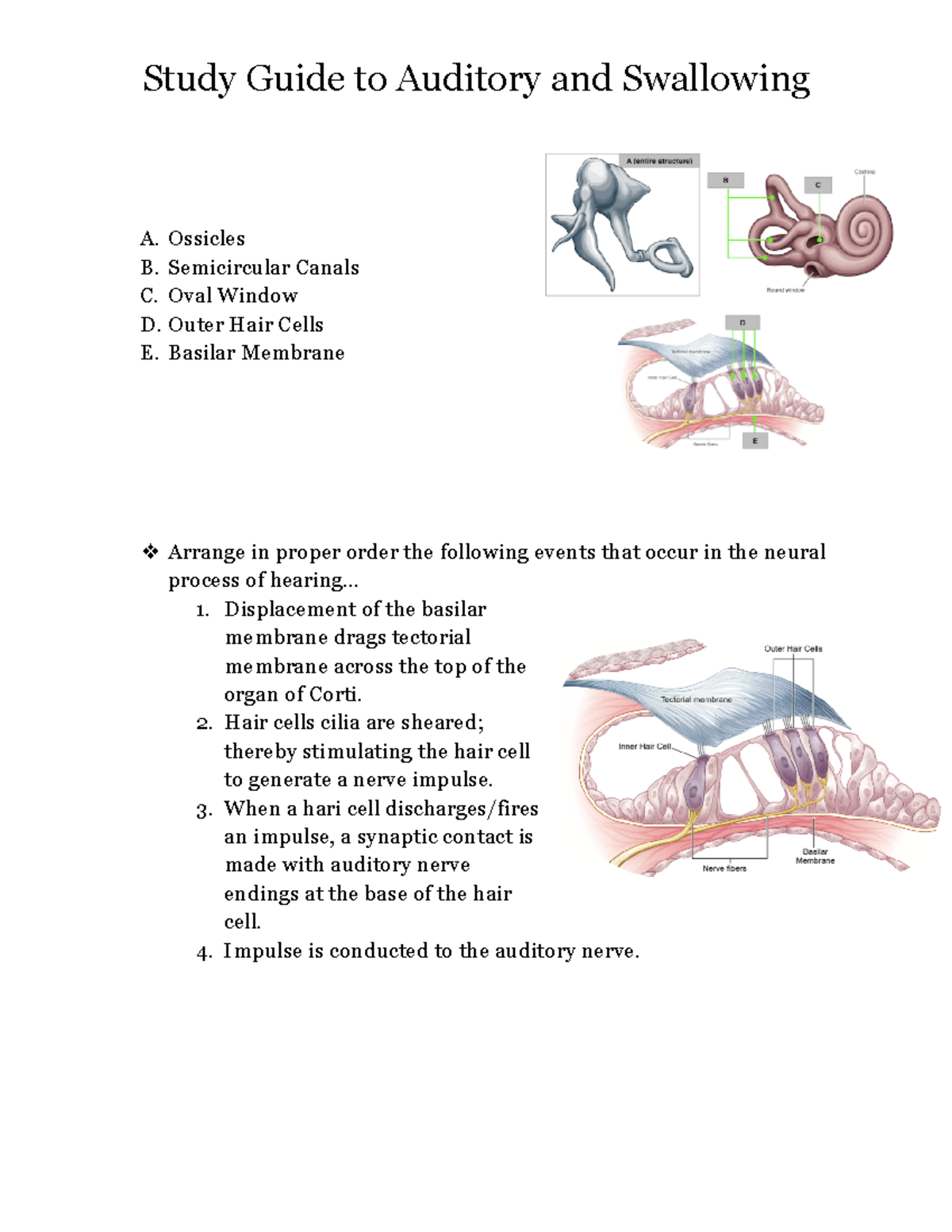 Auditory and Swallowing study guide - Study Guide to Auditory and ...