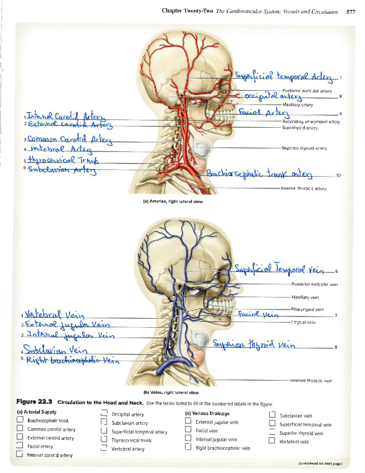 Blood vessels and circulation lab - ANAT 171 - Studocu