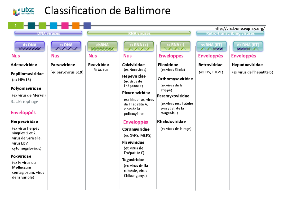 BAC2 Fiche 2018 classification baltimore - ! 1 h"p:viralzone.expasy ...