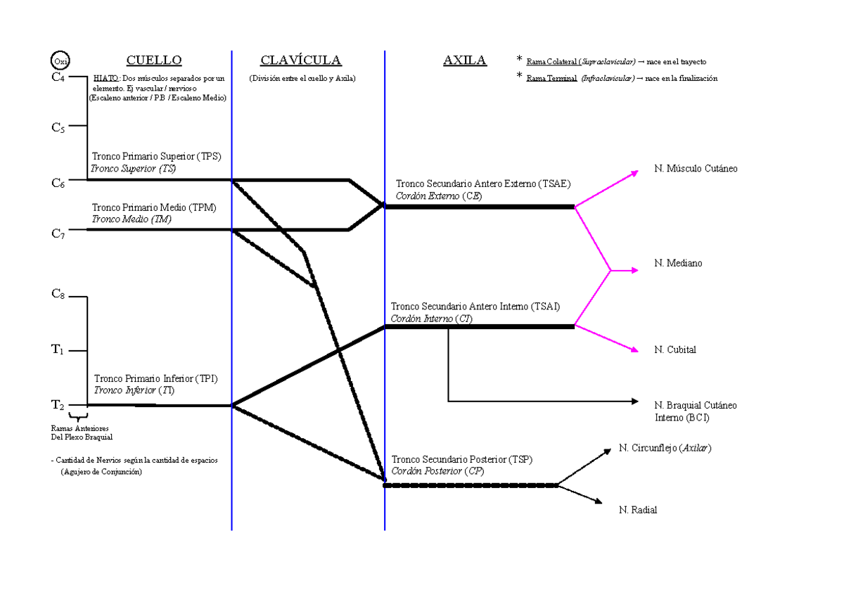 Formación del Plexo Braquial - Oxi CUELLO CLAVÍCULA AXILA * Rama ...