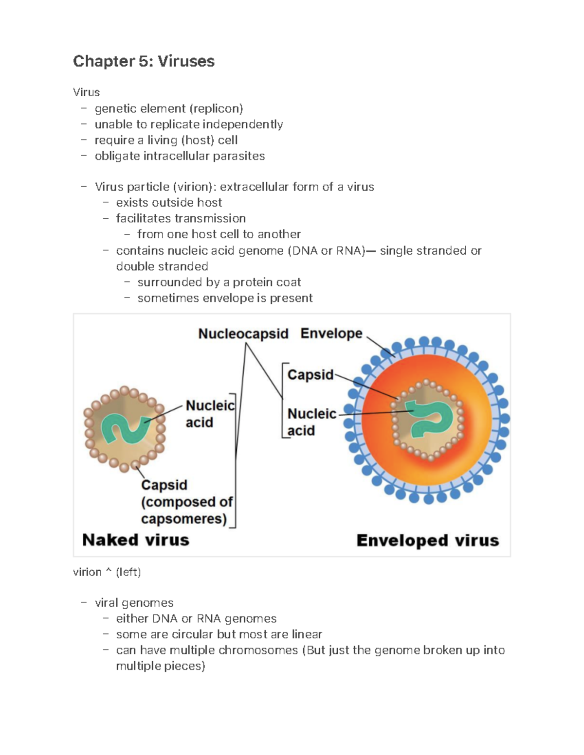 Chapter 5- Viruses - In-class notes from Professor Soto's class