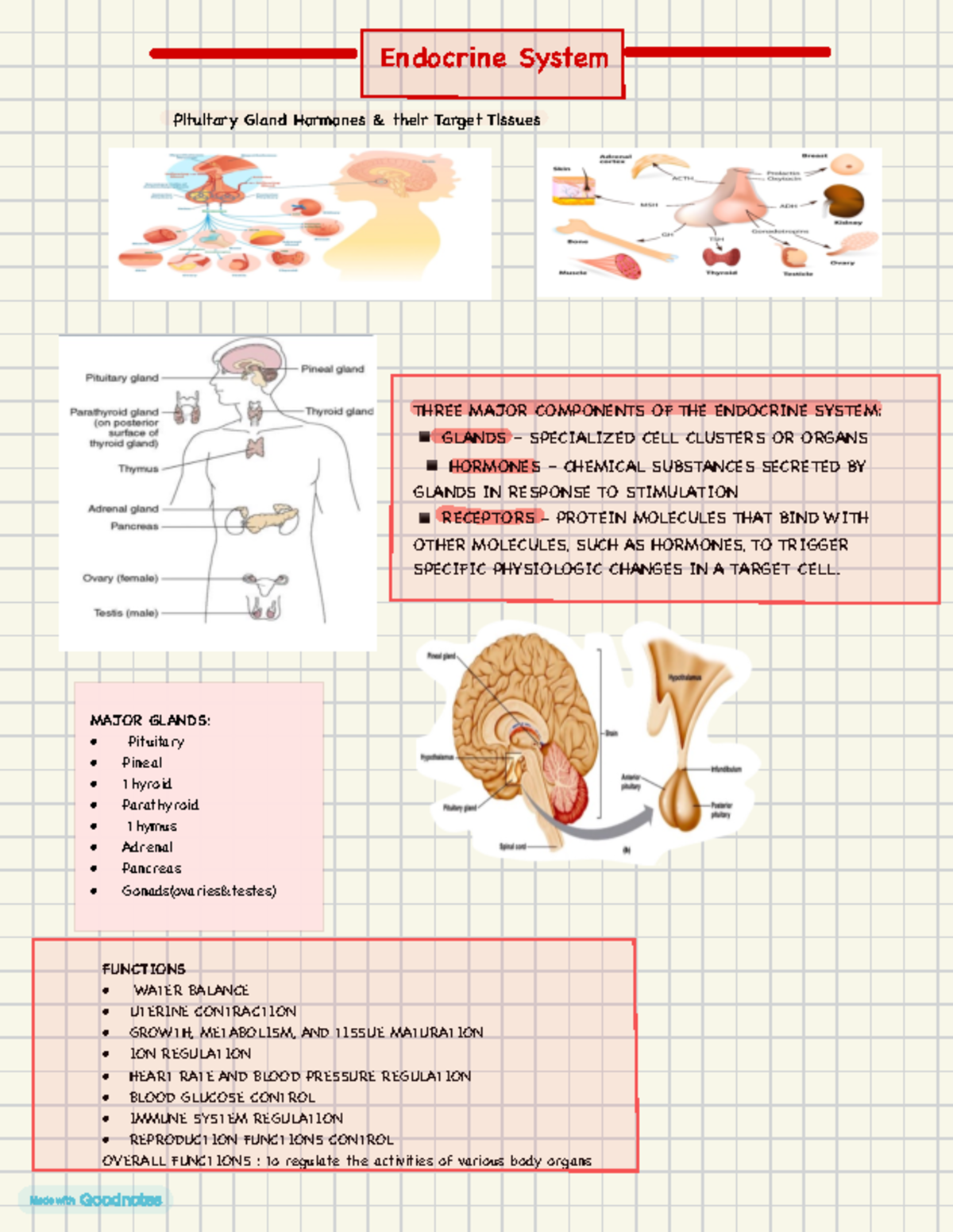 Endocrine system - notesss - Endocrine System Pituitary Gland Hormones ...