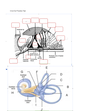 Study Guide for Exam Outer and Middle Ear - Studocu