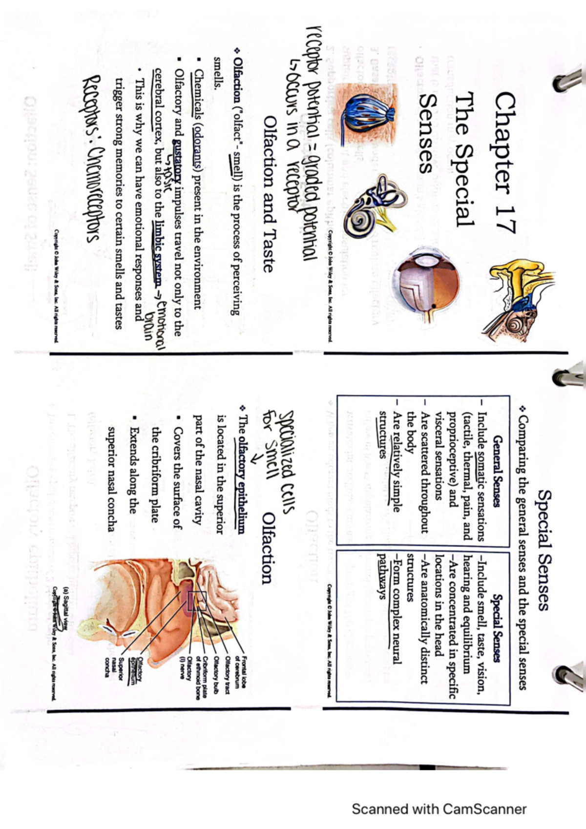 Anatomy Chapter 17 First Part - BIOL 142 - Studocu