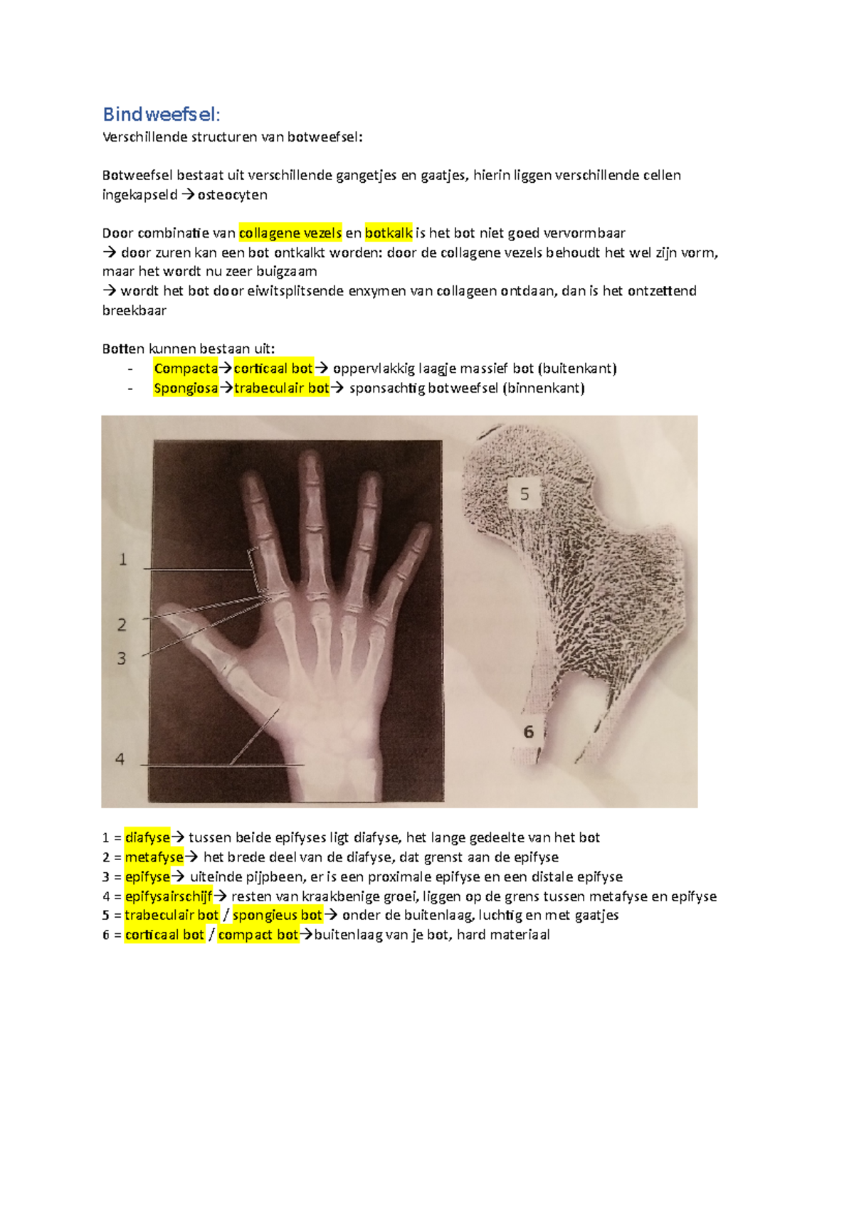 Samenvatting fysiologie 3 - Bindweefsel: Verschillende structuren van ...