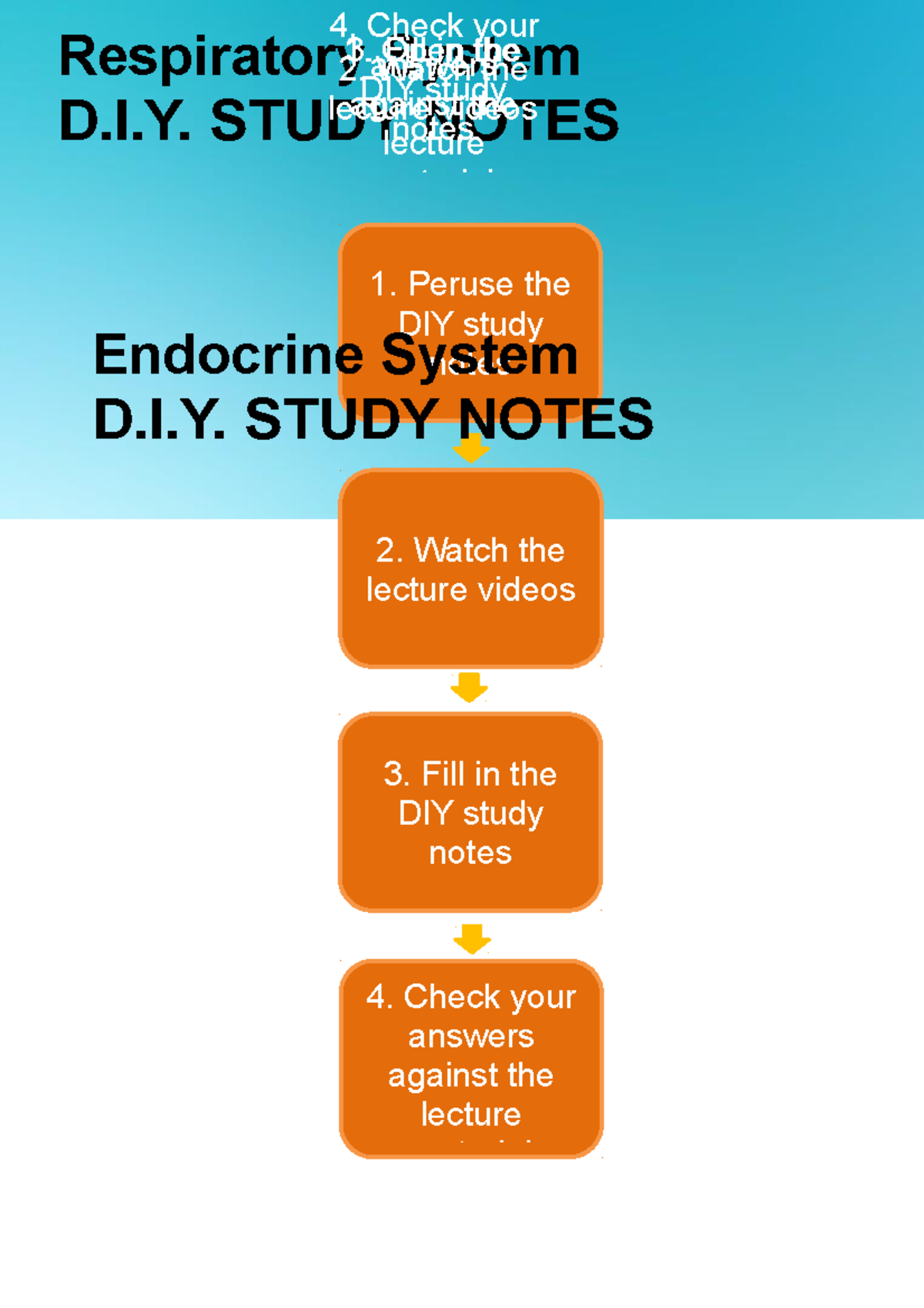 Respiratory System DIY Study Notes - Respiratory System D.I. STUDY ...