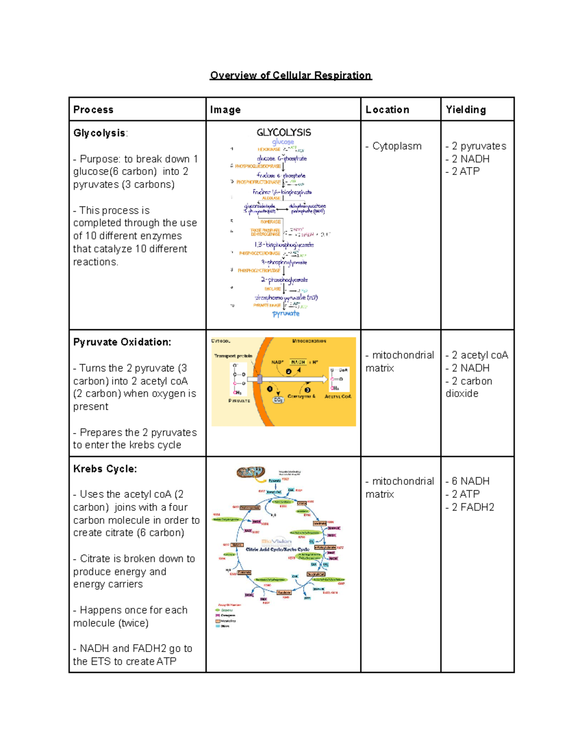 Cellular respirations tables - Overview of Cellular Respiration Process ...