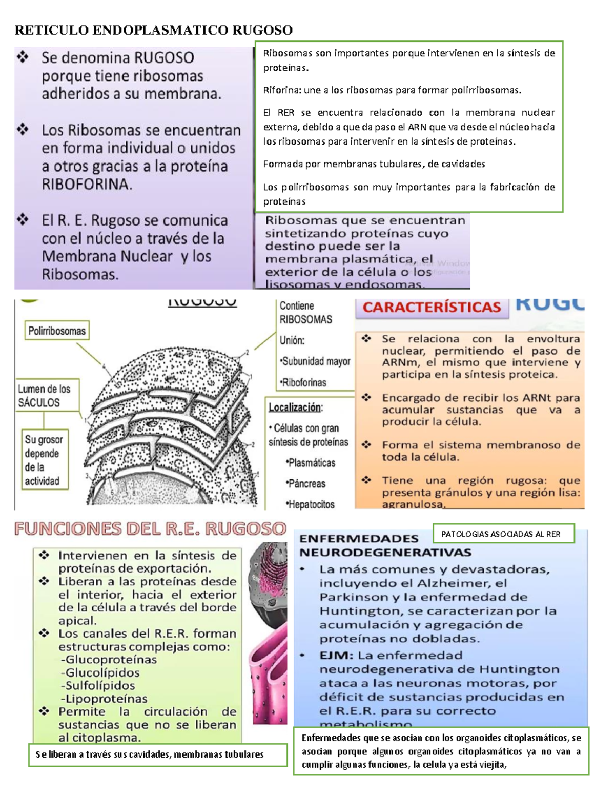 Reticulo endoplasmatico rugoso - RETICULO ENDOPLASMATICO RUGOSO ...