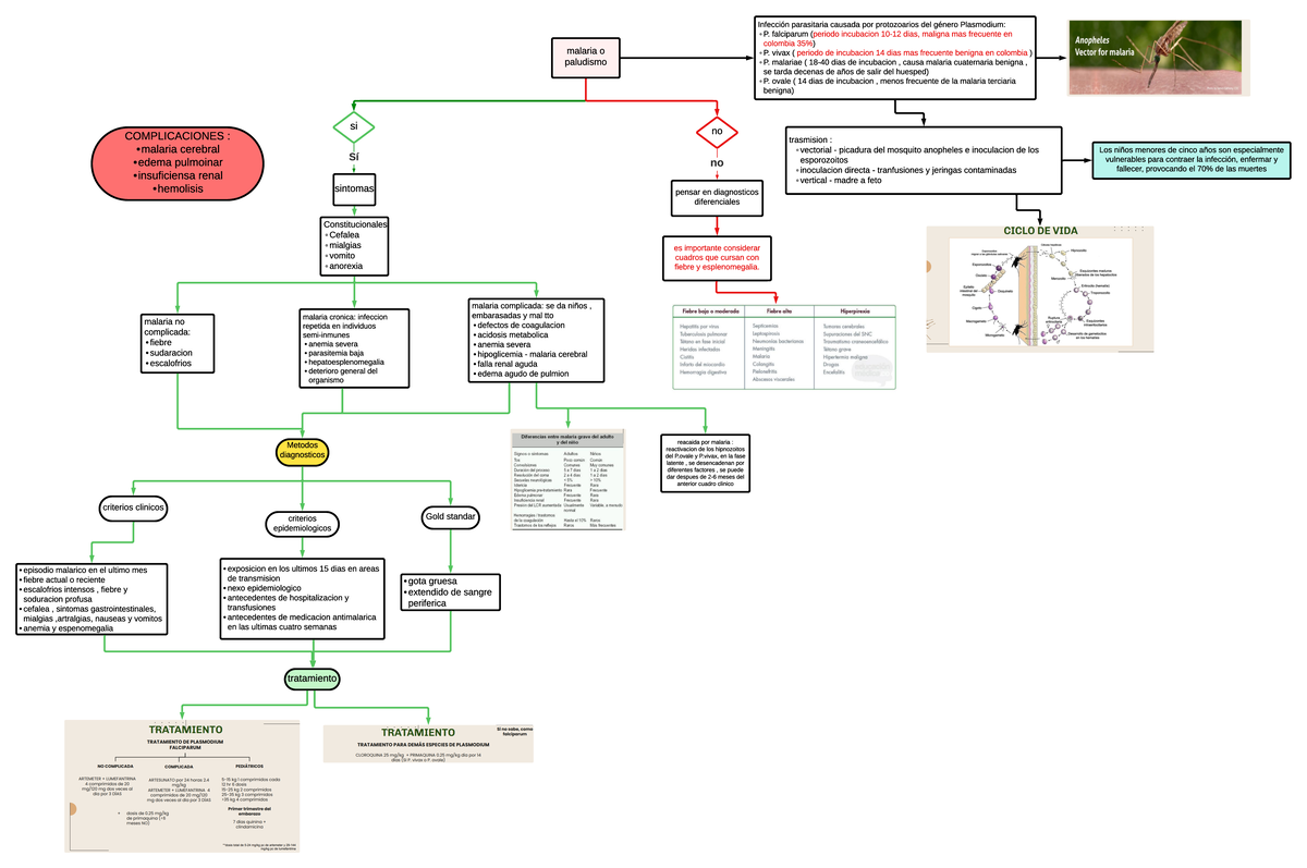 mapa conceptual de malaria - malaria o paludismo Infección parasitaria causada por protozoarios ...