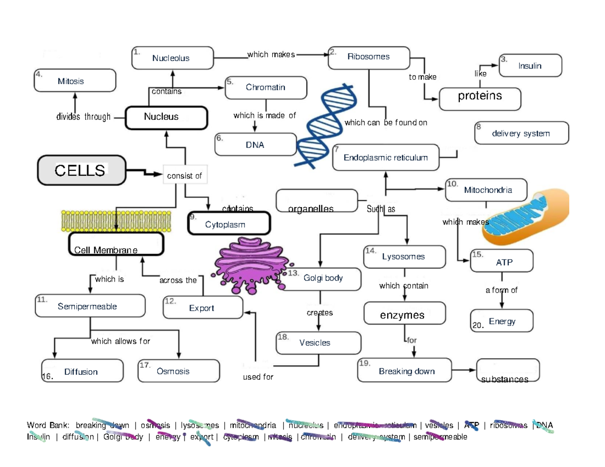 Human cell Map 1 - contains which makes to make like proteins divides ...