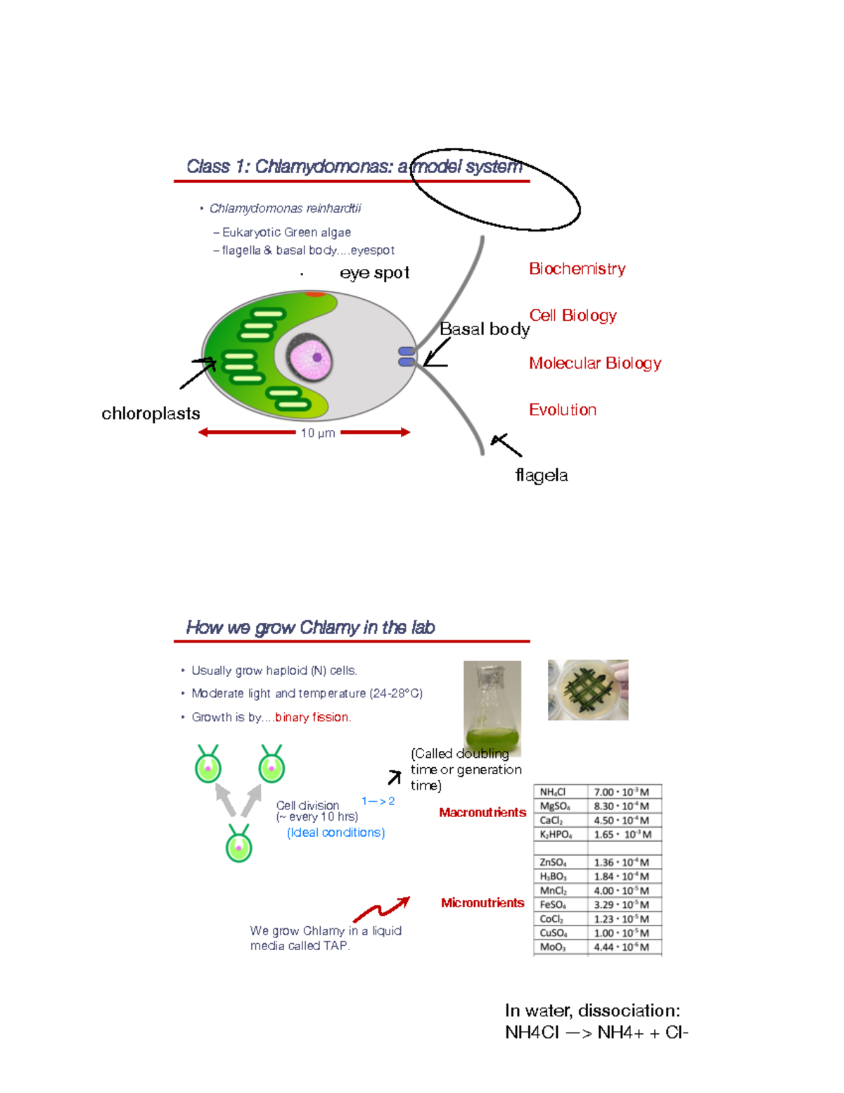 Bio Chlamydomonas note (Lec 1) - Class 1: Chlamydomonas: a model system ...