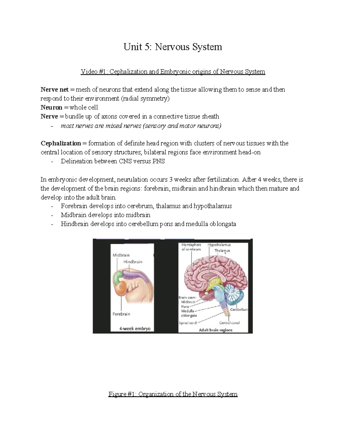 Unit 5 Nervous System - Unit 5: Nervous System Video #1: Cephalization ...