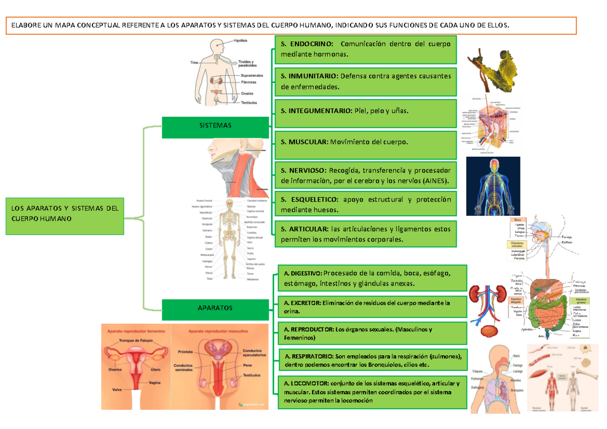 Doc33 - sistemas del cuerpo humano - ELABORE UN MAPA CONCEPTUAL ...