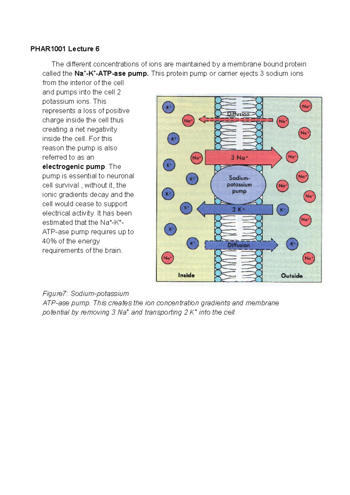 PHAR1001 Lecture 6 - This protein pump or carrier ejects 3 sodium ions ...