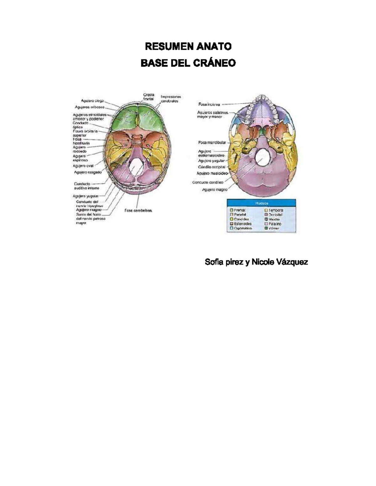 Base del craneo - es un resumen de anatomía sobre el cráneo - Anatomía ...