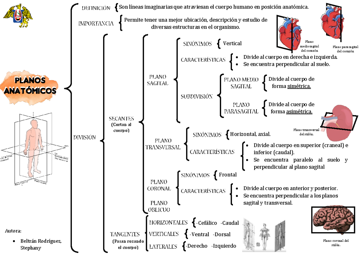 Ejes y planos anatómicos del ser humano - Divide al cuerpo en derecha e ...