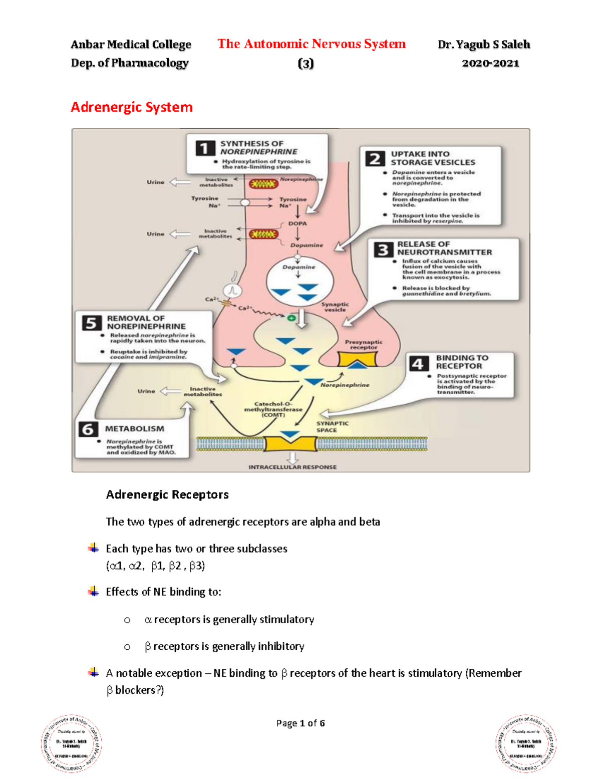 Adrenergic System - Dep. of Pharmacology (3) 2020 - 2021 Adrenergic ...