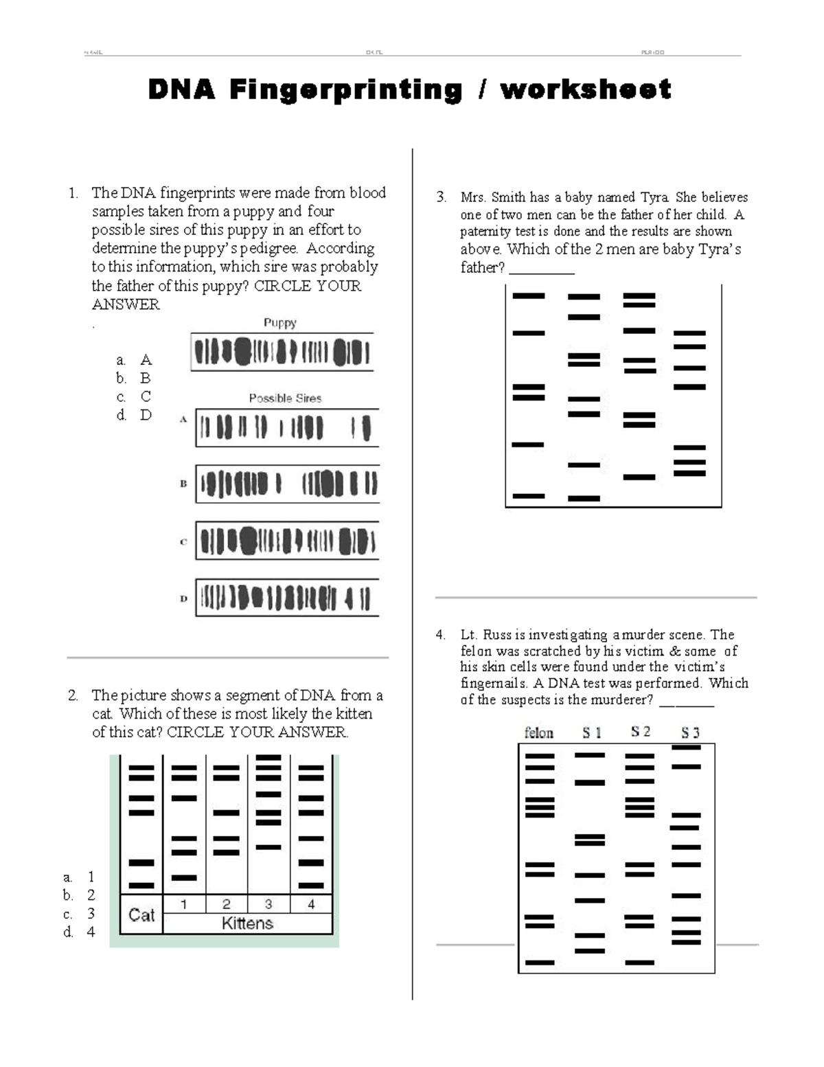 DNA Fingerprinting Practice - NAME DATE PERIOD DNA Fingerprinting ...