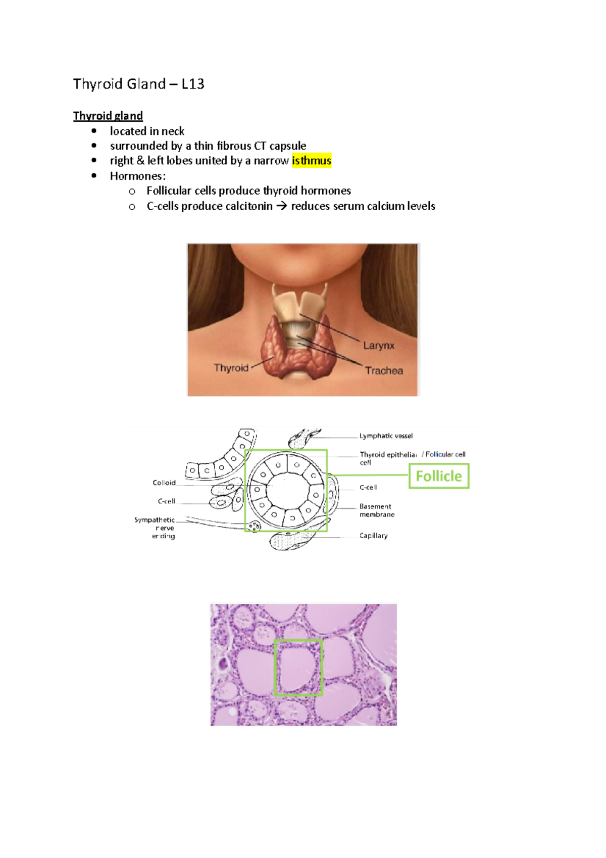 L13 Thyroid - Lecture notes 13 - Thyroid Gland – L Thyroid gland ...