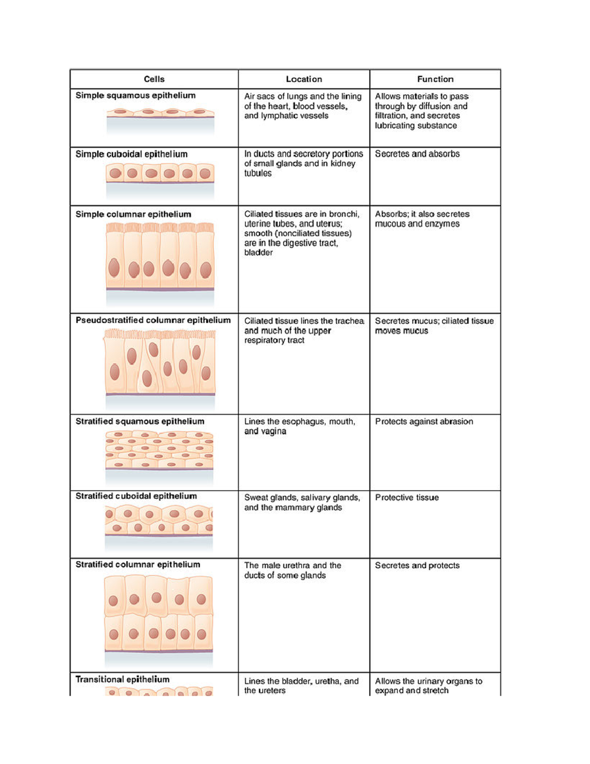 Types of epithelial tissues - ANP1107 - Studocu