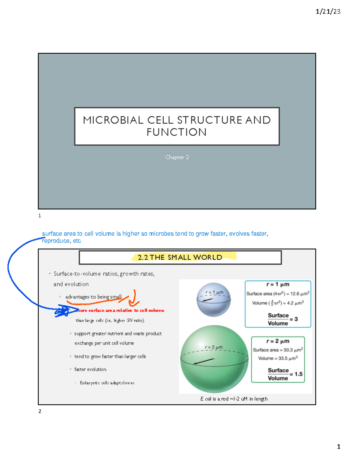 SP23 module 2 finishedpdf - MICROBIAL CELL STRUCTURE AND FUNCTION Chapter 2 1 2 THE SMALL WORLD ...
