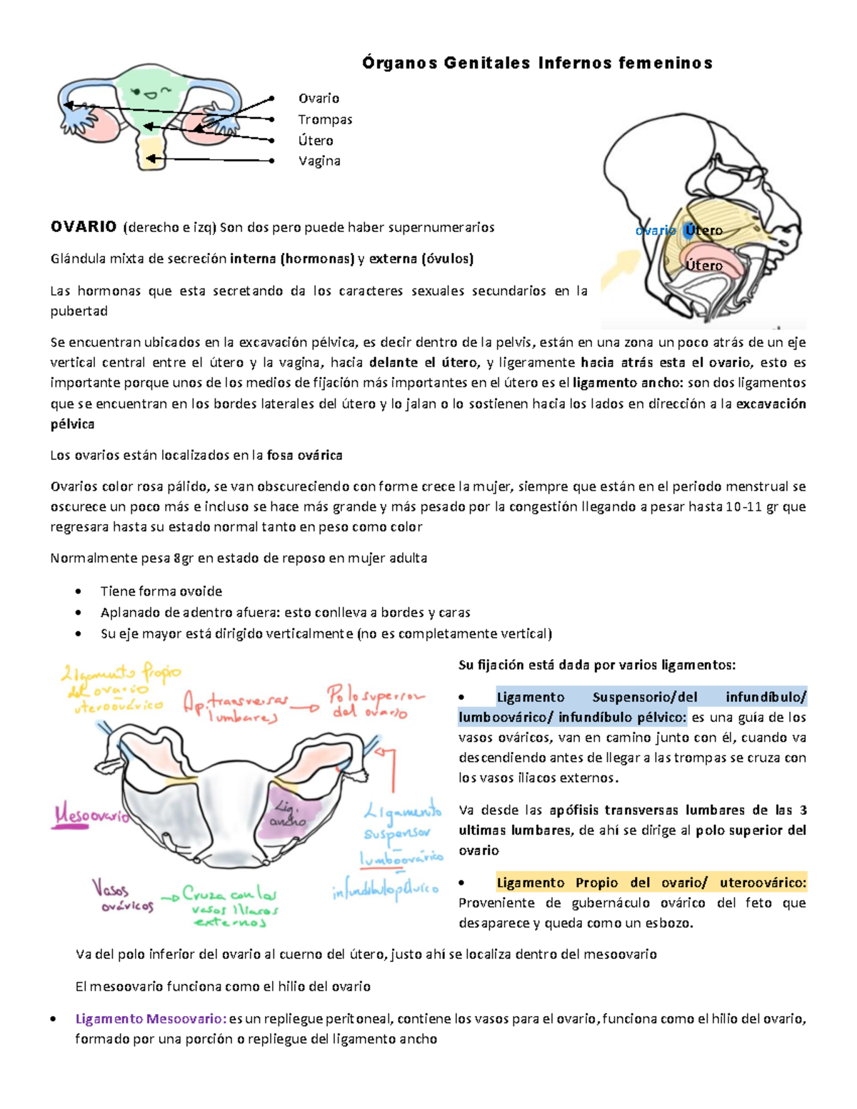 Anatomía de los Órganos Genitales Internos Femeninos - Órganos ...